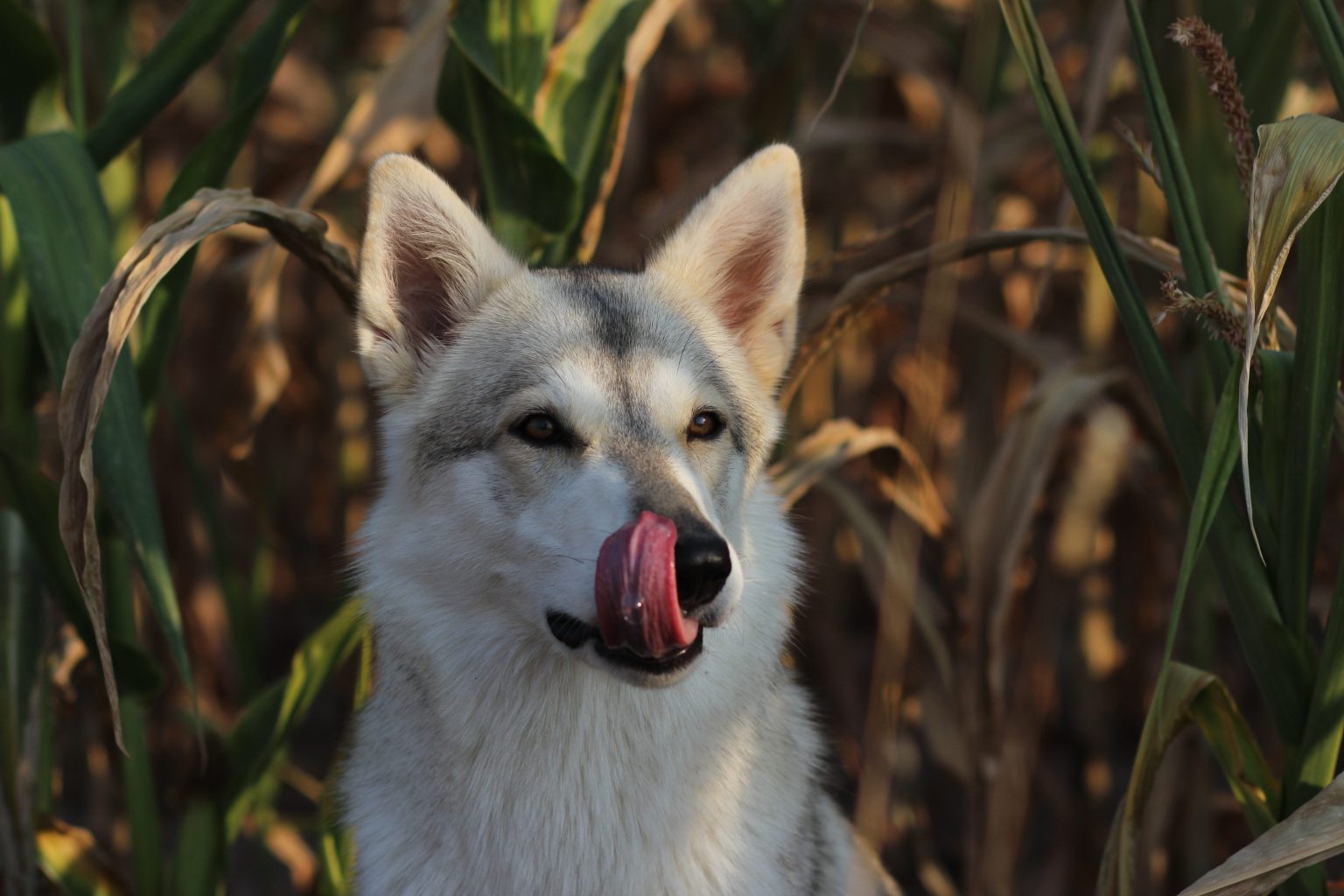 Our Pack - Wildflame Northern Inuits